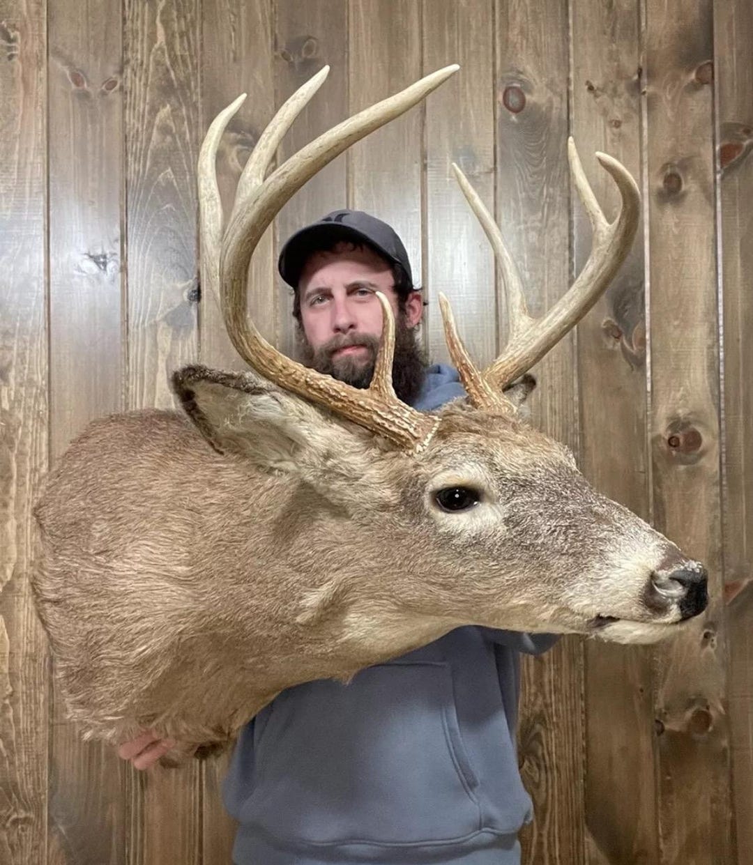 Decent Vintage 8pt Whitetail Shoulder Mount Antler Horn Deer Taxidermy ...