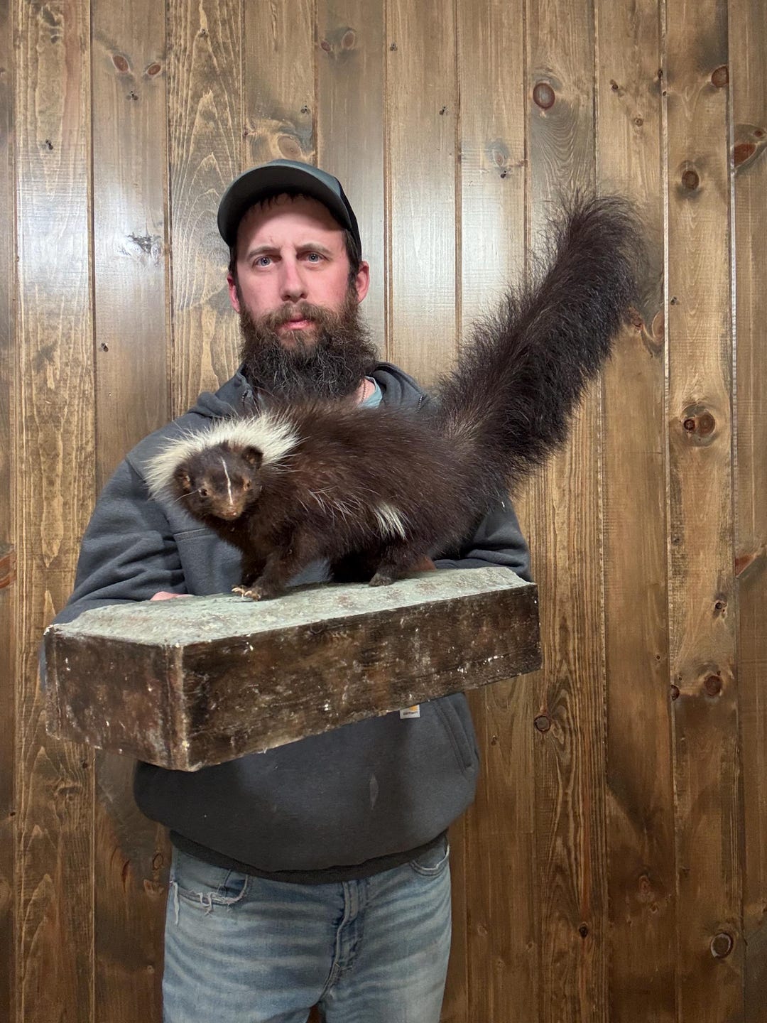 Decent Full Body Skunk Taxidermy: Rustic Cabin Decor Man Cave - Etsy