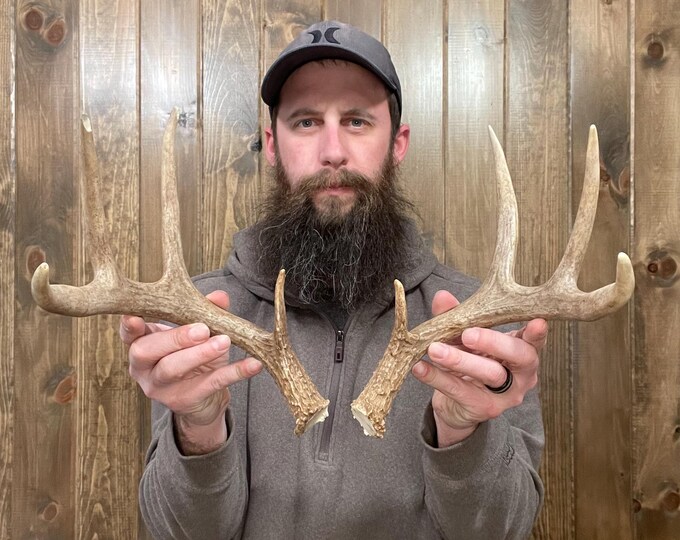 Dark Fat Massive 8pt Whitetail Cut Antler Horn Deer Mount Taxidermy ...