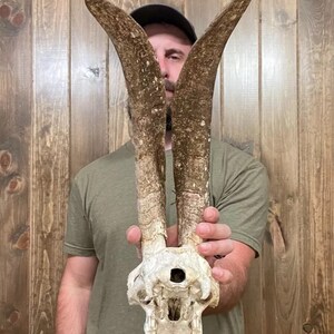 Weathered Exotic Ibex Skull Horn Mount Taxidermy Man Cave Cabin Sheep ...