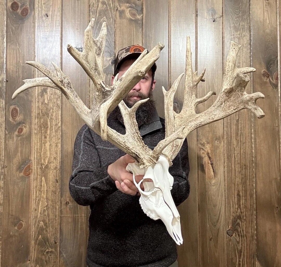 Massive Freak 213” Whitetail Antler 25pt Horn Deer Fake Skull Mount ...