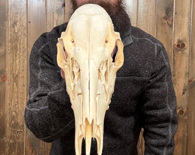 Real Whitetail Doe Skull Antler Horn Deer Mount Taxidermy Rack Cabin ...