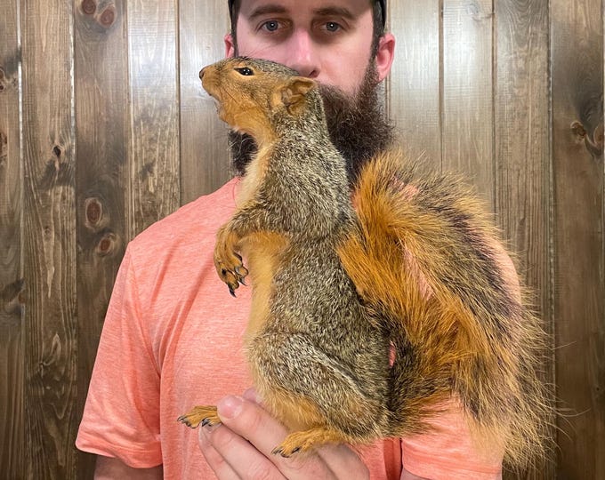 Vintage Full Body Fox Squirrel Mount Free Standing Taxidermy Mammal Man ...