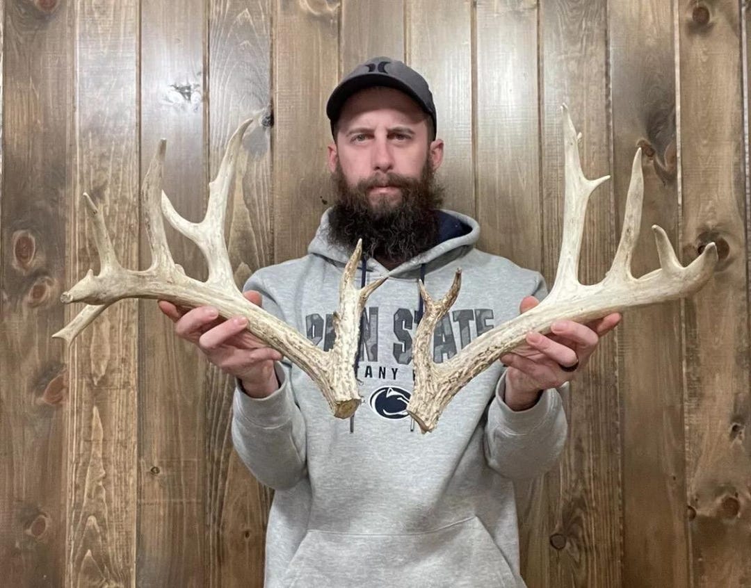 Nice Wide Typical 19pt Whitetail Cut Antler Horn Deer Mount Taxidermy ...