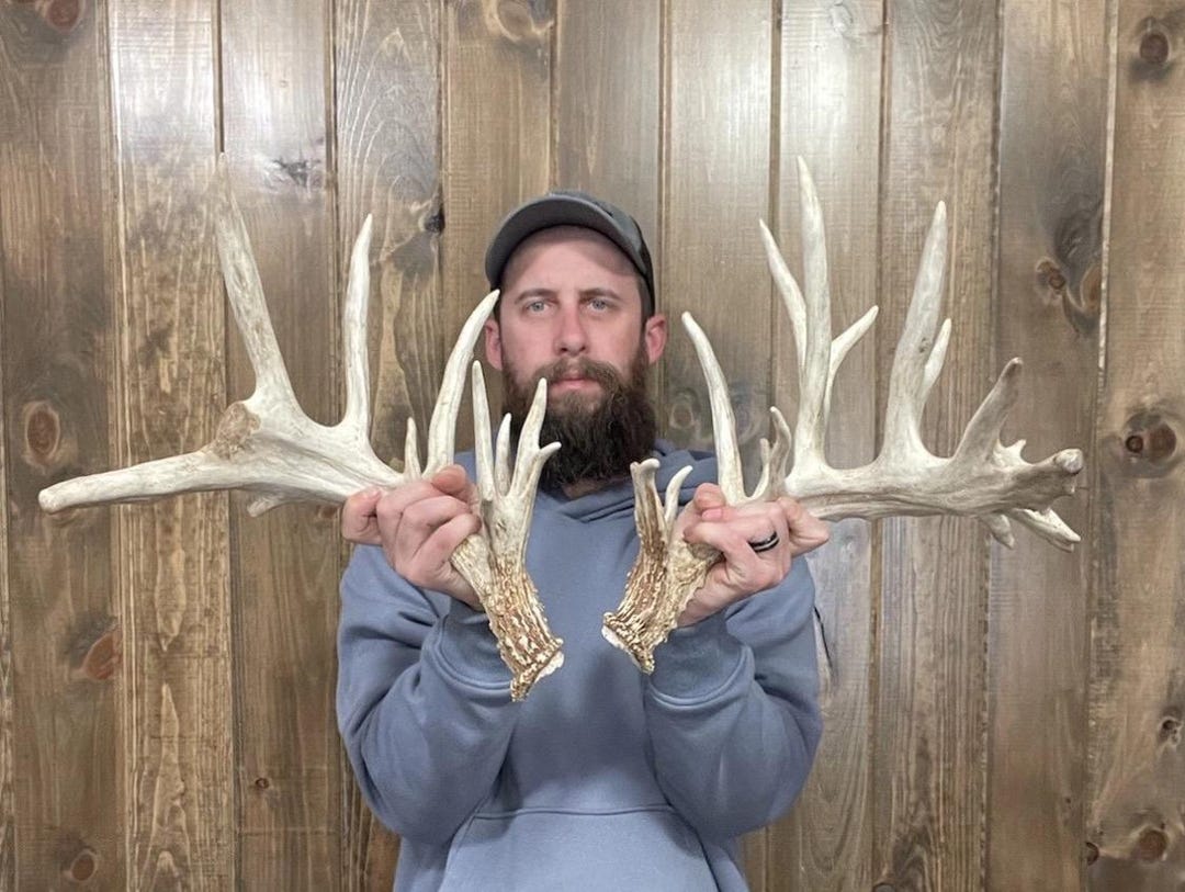 Dark Massive Typical 207” Whitetail Shed 25pt Antler Horn Deer Mount ...