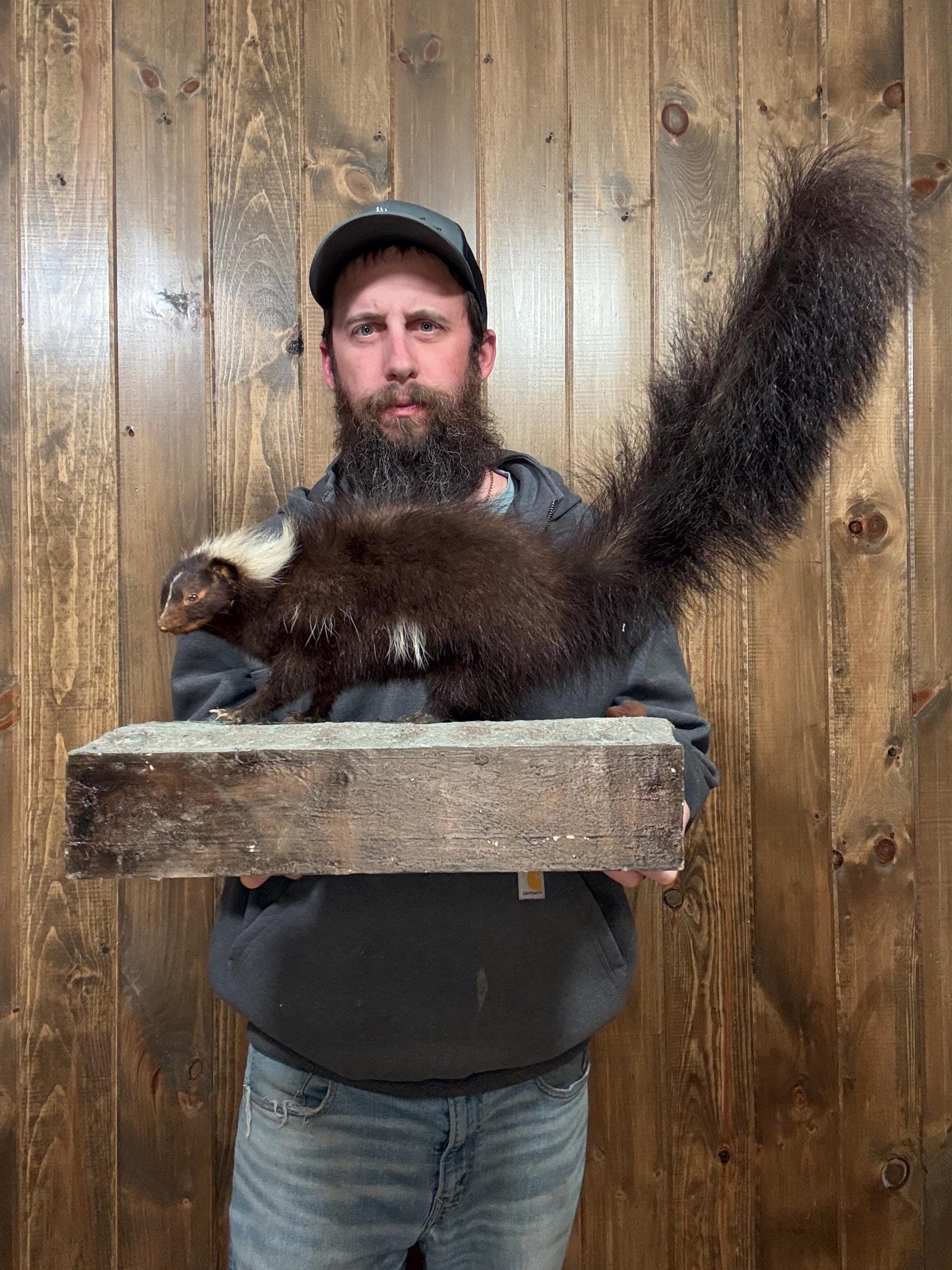 Decent Full Body Skunk Taxidermy: Rustic Cabin Decor Man Cave - Etsy