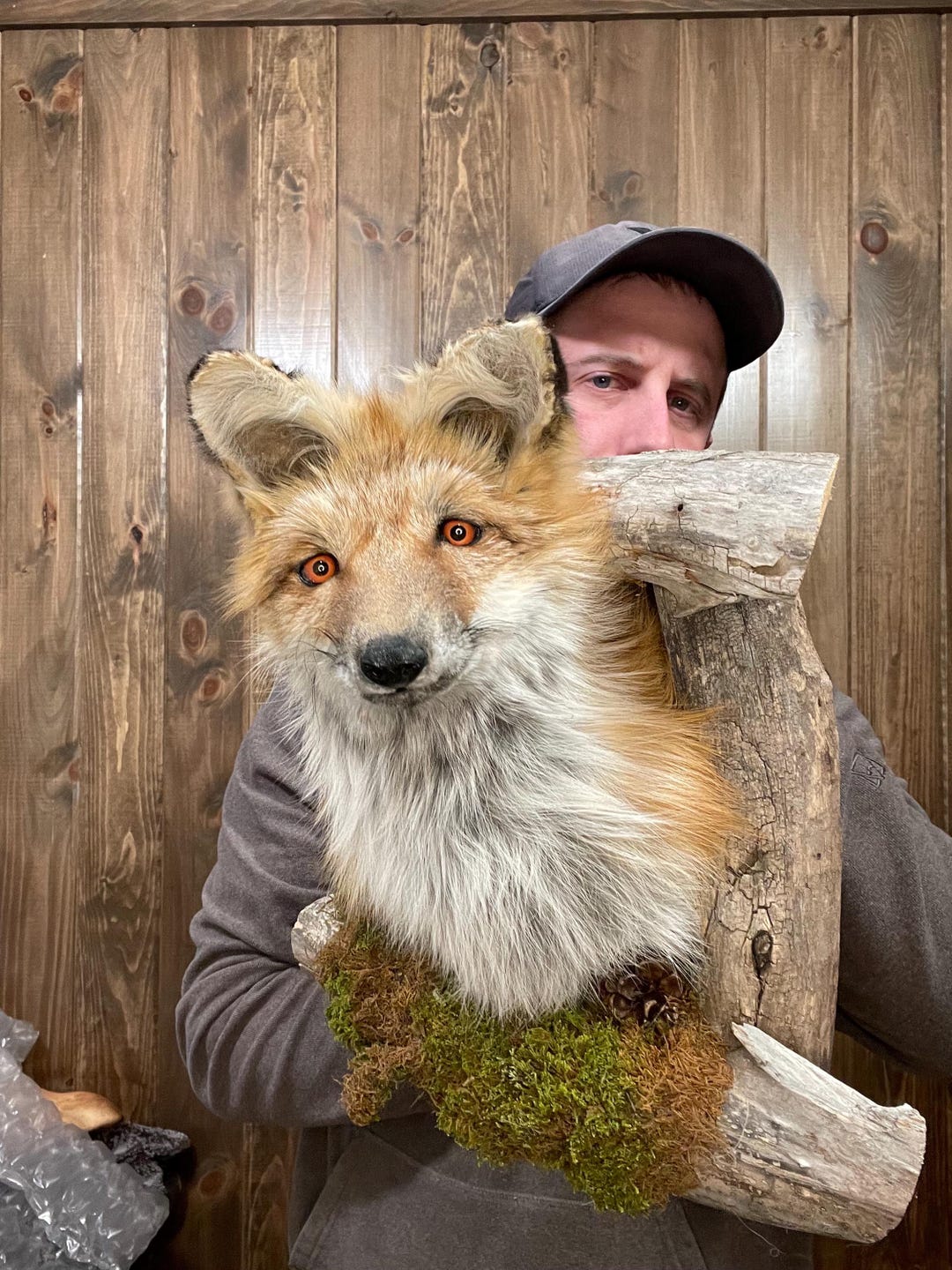 Beautiful Red Fox Shoulder “den” Mount Taxidermy Mammal Man Cave Cabin ...