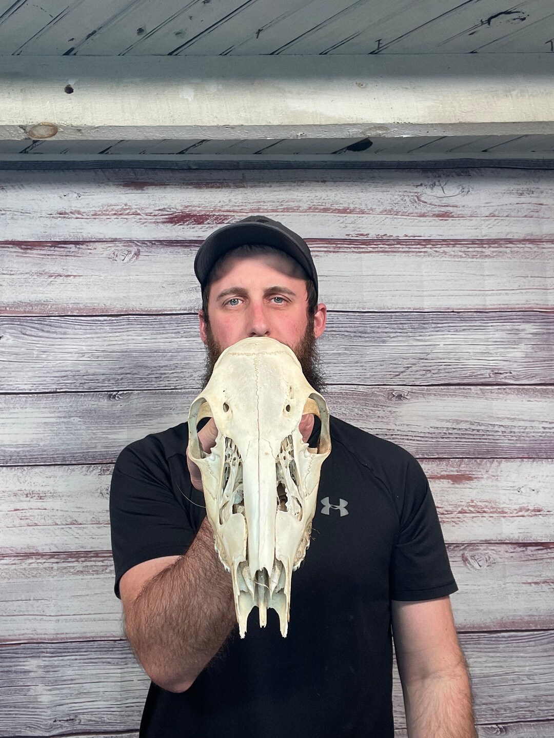 Real Whitetail Doe Skull Antler Horn Deer Mount Taxidermy Rack Cabin ...