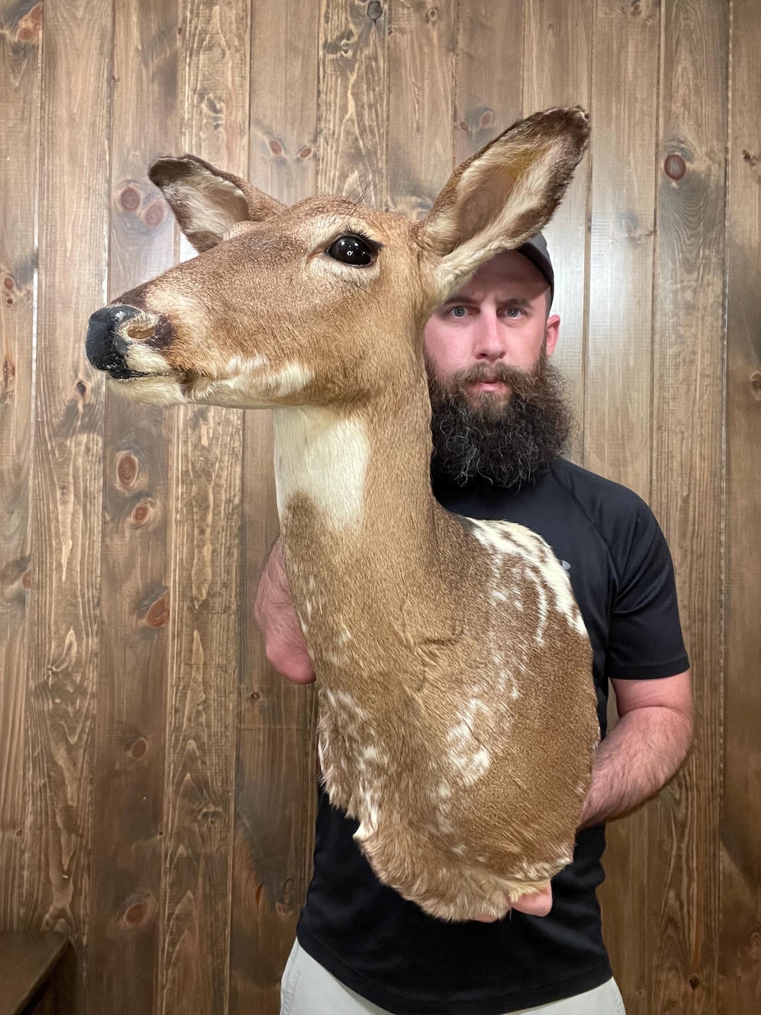 Beautiful Vintage Piebald Whitetail Doe Shoulder Mount Antler Horn Deer ...