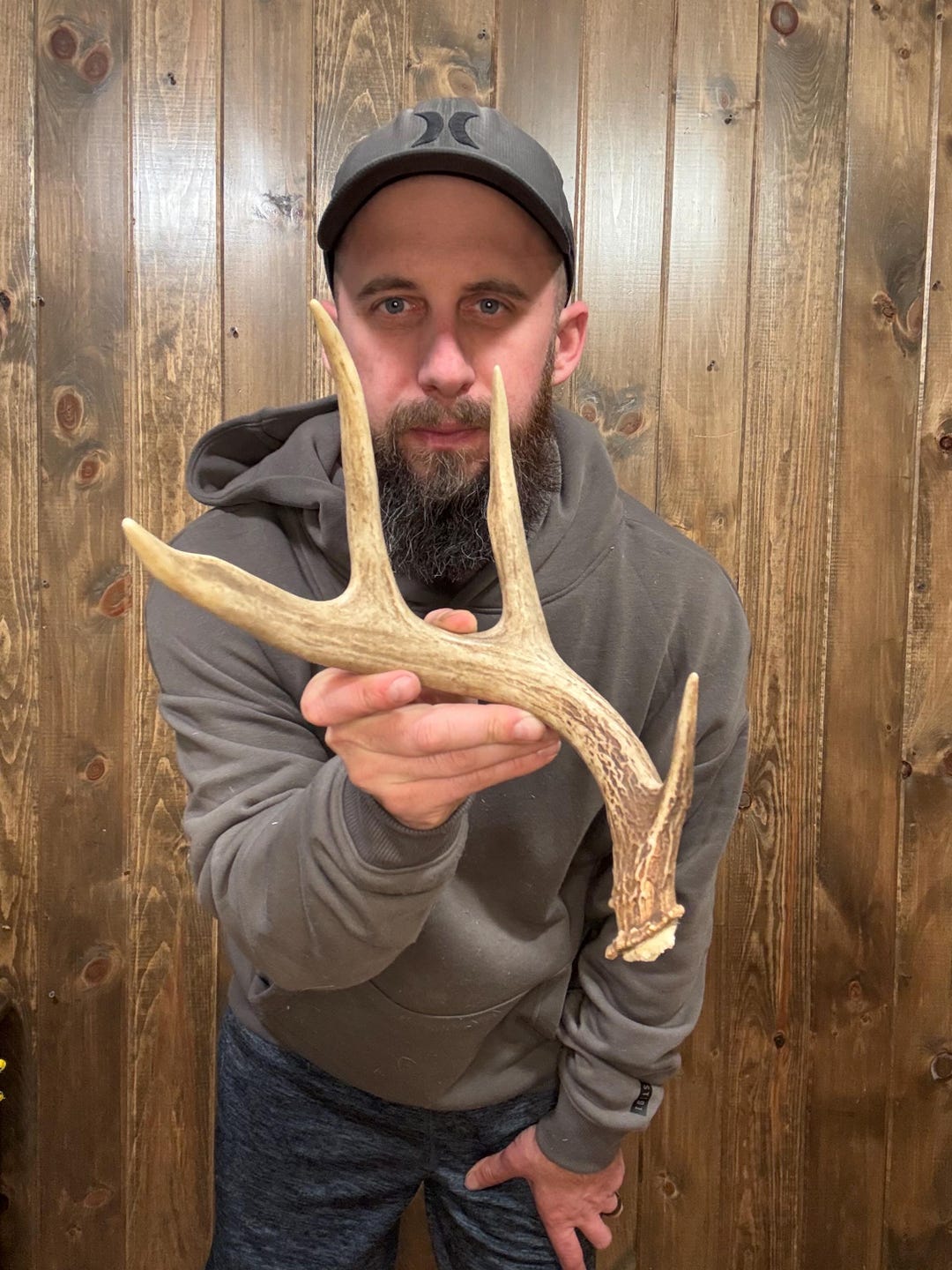 Dark Mini Fat 4pt Whitetail Shed Antler Horn Deer Mount Taxidermy Man ...