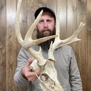 Mini Weathered Real 8pt Whitetail Skull Antler Horn Deer Mount ...