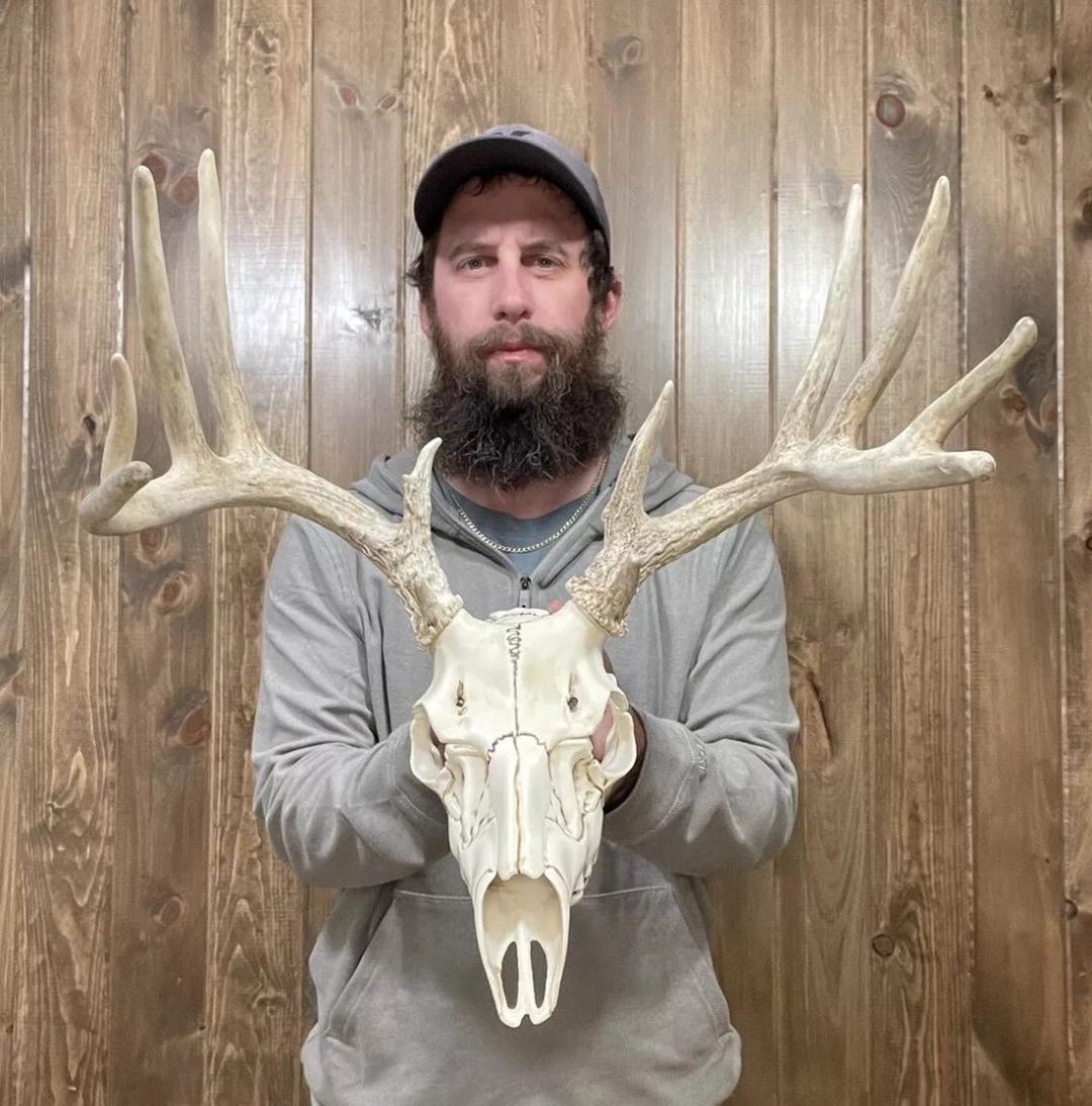 Nice Mini Freak 12pt Whitetail Antler Horn Deer Fake Skull Mount ...