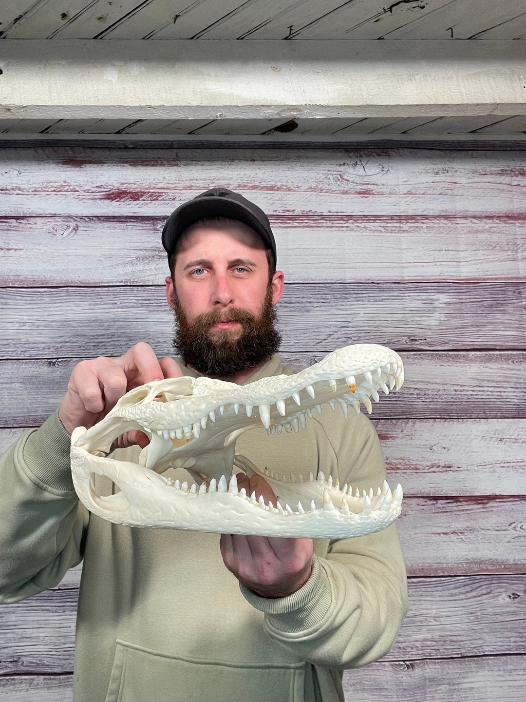 Real 14 Alligator Skull Mount Taxidermy Man Cave Cabin Decor Gator ...