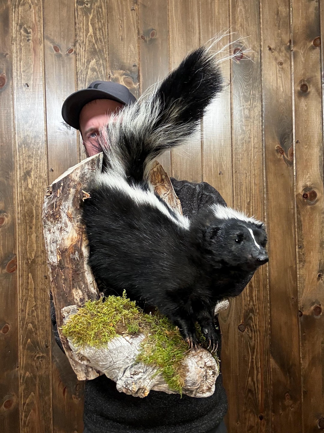 Skunk "den Mount" Taxidermy: Rustic Cabin Decor - Etsy
