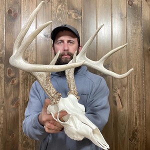 Dark Perfect Chunky 8pt Whitetail Antler Horn Deer Fake Skull Mount ...