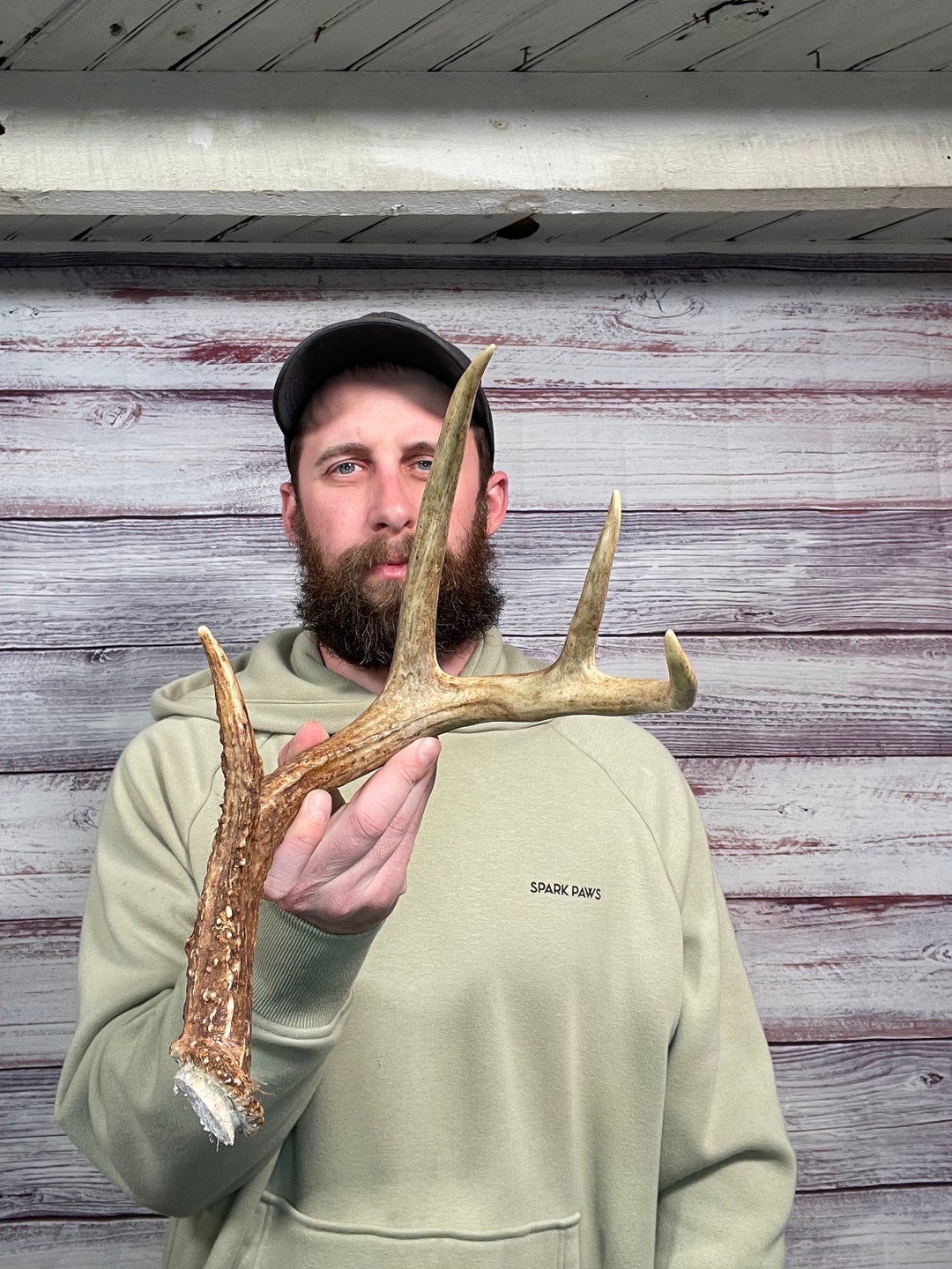 Dark Mini 4pt Whitetail Cut Antler Horn Deer Mount Taxidermy Man Cave ...