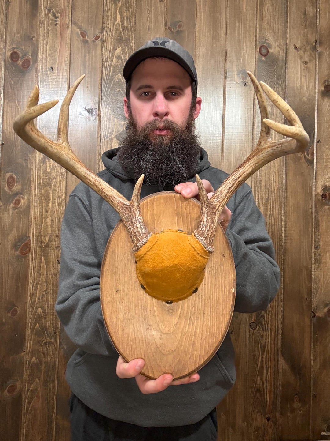Dark Vintage 8pt Whitetail Skull Cap Antler Horn Deer Mount Taxidermy ...