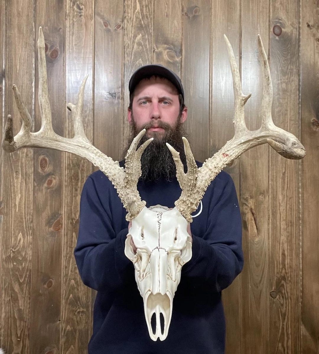 Nice Big Freak 14pt Whitetail Antler Horn Deer Fake Skull Mount ...