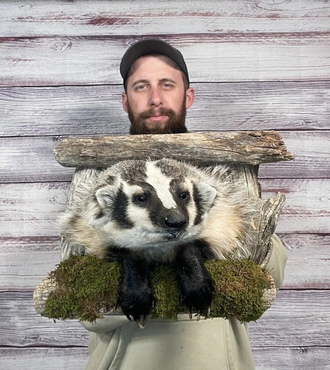 Beautiful Badger Shoulder den Mount Taxidermy Mammal Man Cave Cabin ...