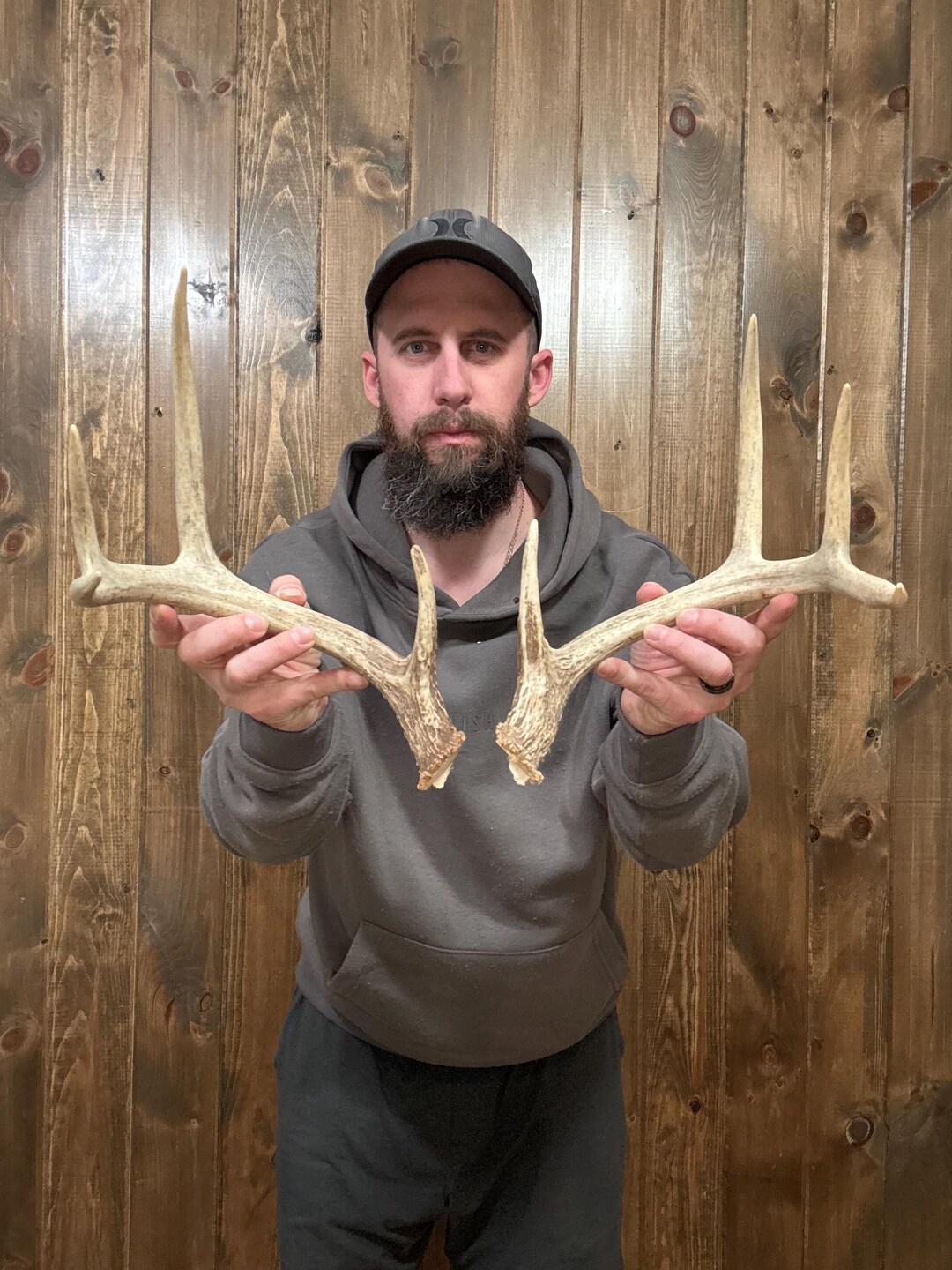 Dark Repaired Mini 8pt Whitetail Cut Antler Horn Deer Mount Taxidermy ...