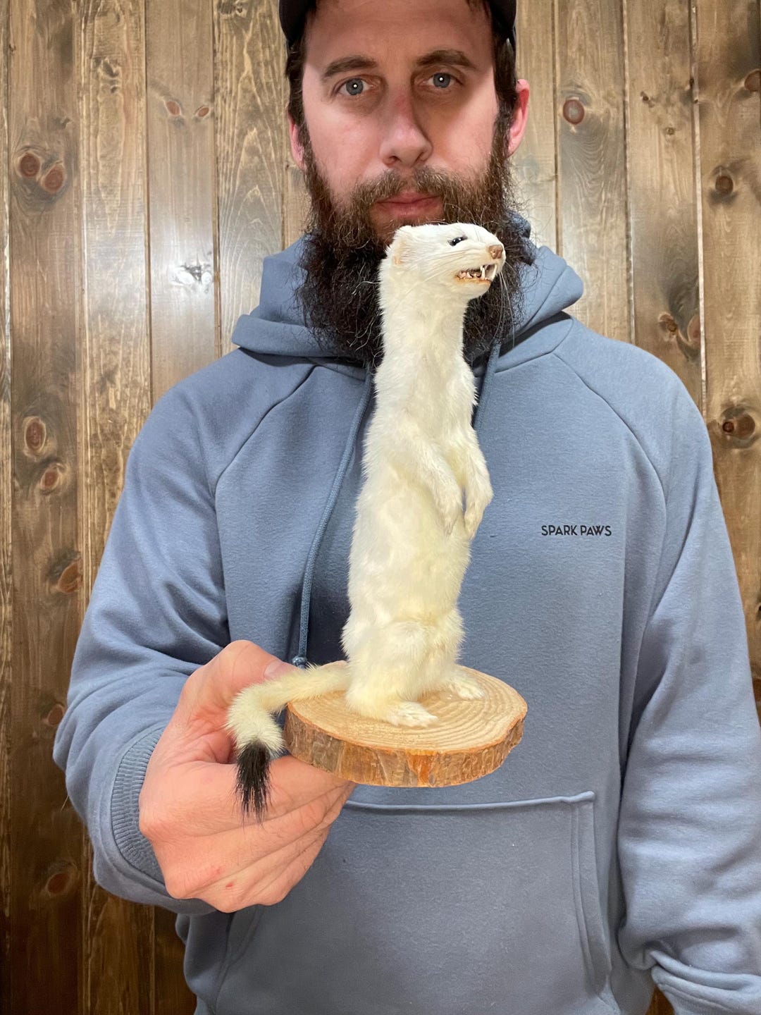 Beautiful Full Body White Weasel Mount on Driftwood Taxidermy Mammal ...