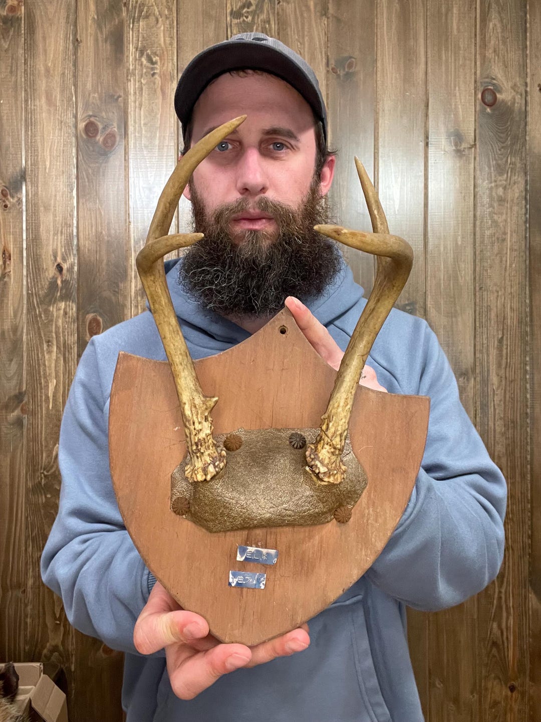 Vintage 4pt Whitetail Skull Cap Antler Horn Deer Mount Taxidermy Rack ...