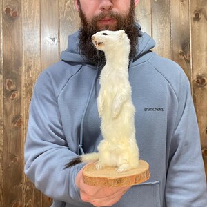 Beautiful Full Body White Weasel Mount on Driftwood Taxidermy Mammal ...