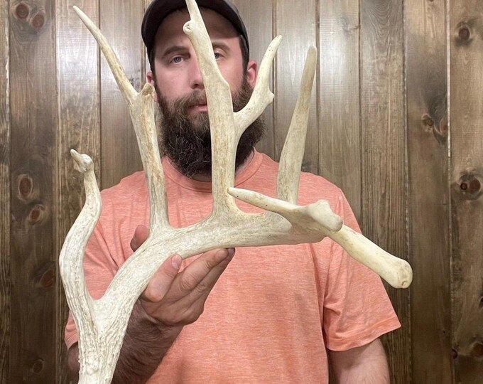 Huge Typical 88” Whitetail Shed 8pt Antler Horn Deer Mount Taxidermy ...