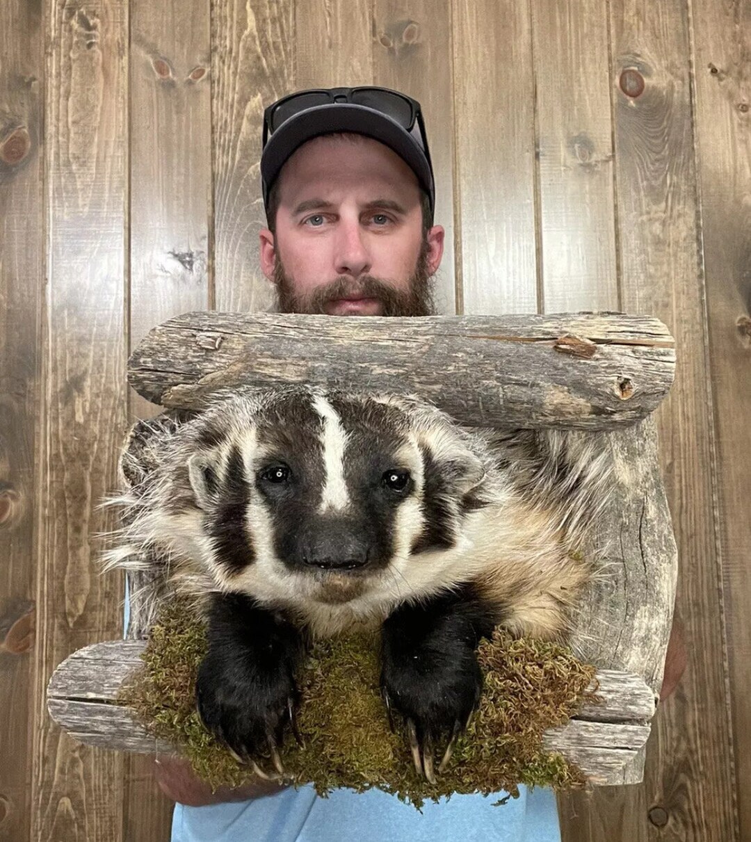 Beautiful Badger Shoulder “den” Mount Taxidermy Mammal Man Cave Cabin ...