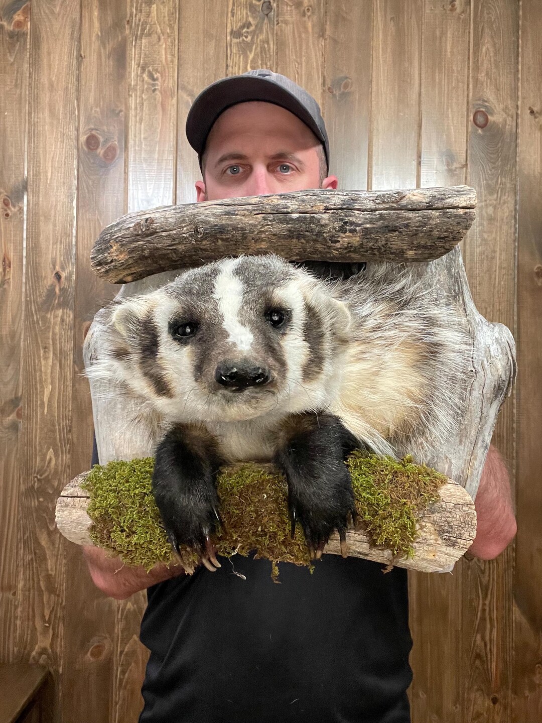 Beautiful Badger Shoulder “den” Mount Taxidermy Mammal Man Cave Cabin ...