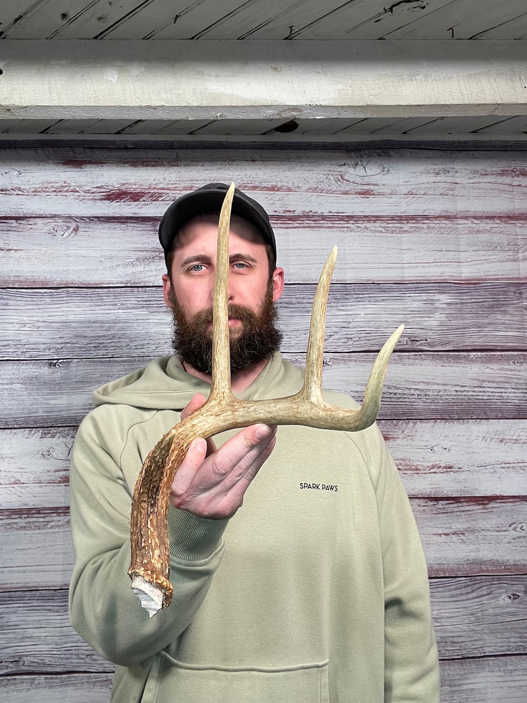 Dark Mini 4pt Whitetail Cut Antler Horn Deer Mount Taxidermy Man Cave ...