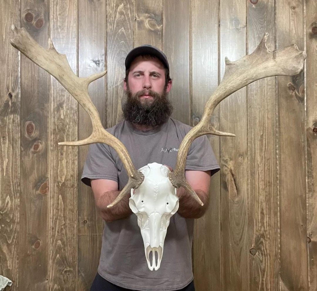 Dark Mini Fallow Antler Horn Deer Fake Skull Mount Taxidermy Rack Man ...