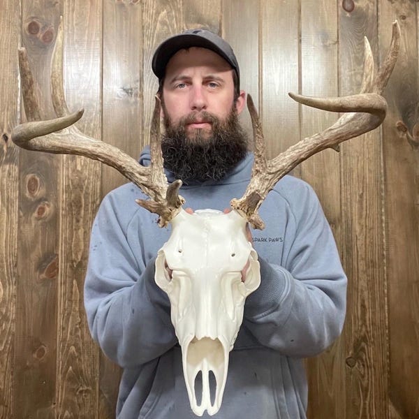 Fake Deer Skull - Etsy