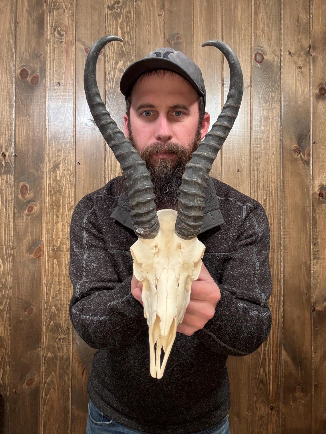 Real African Male Springbok Skull Horn Mount Taxidermy Man Cave Cabin ...