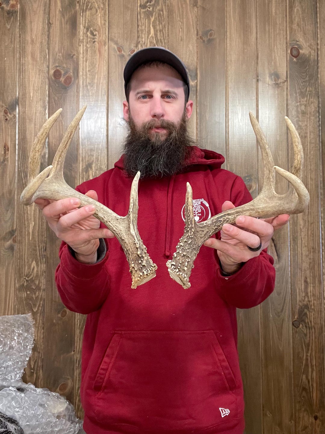 Dark Fat Massive 8pt Whitetail Cut Antler Horn Deer Mount Taxidermy ...