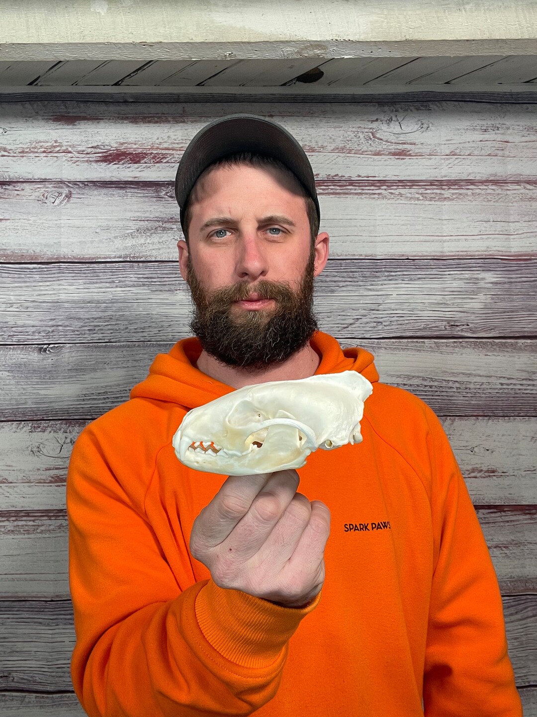 Real Fisher Skull Mount Taxidermy Man Cave Cabin Decor Mammal Craft DIY ...