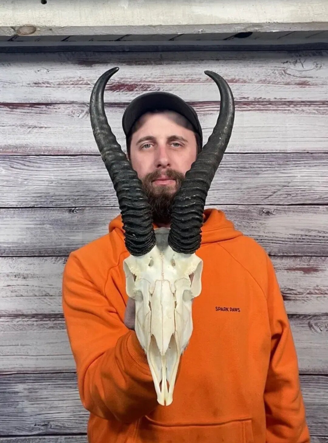 Real African Male Springbok Skull Horn Mount Taxidermy Man Cave Cabin ...