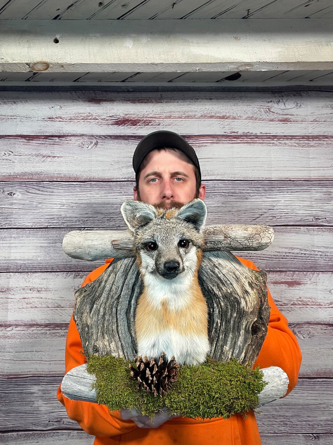 Beautiful Grey Fox Shoulder den Mount Taxidermy Mammal Man Cave Cabin ...