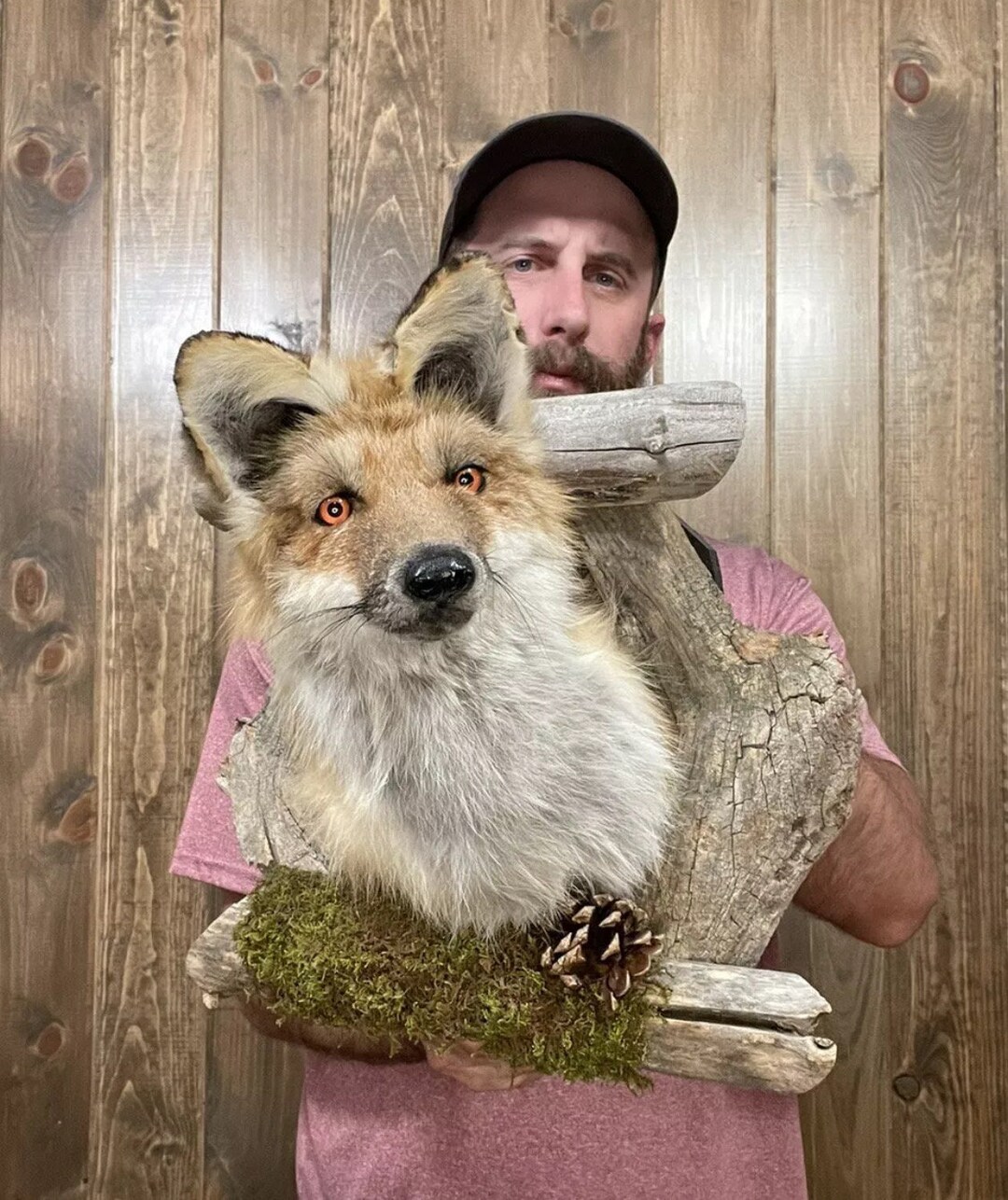 Beautiful Red Fox Shoulder den Mount Taxidermy Mammal Man Cave Cabin ...