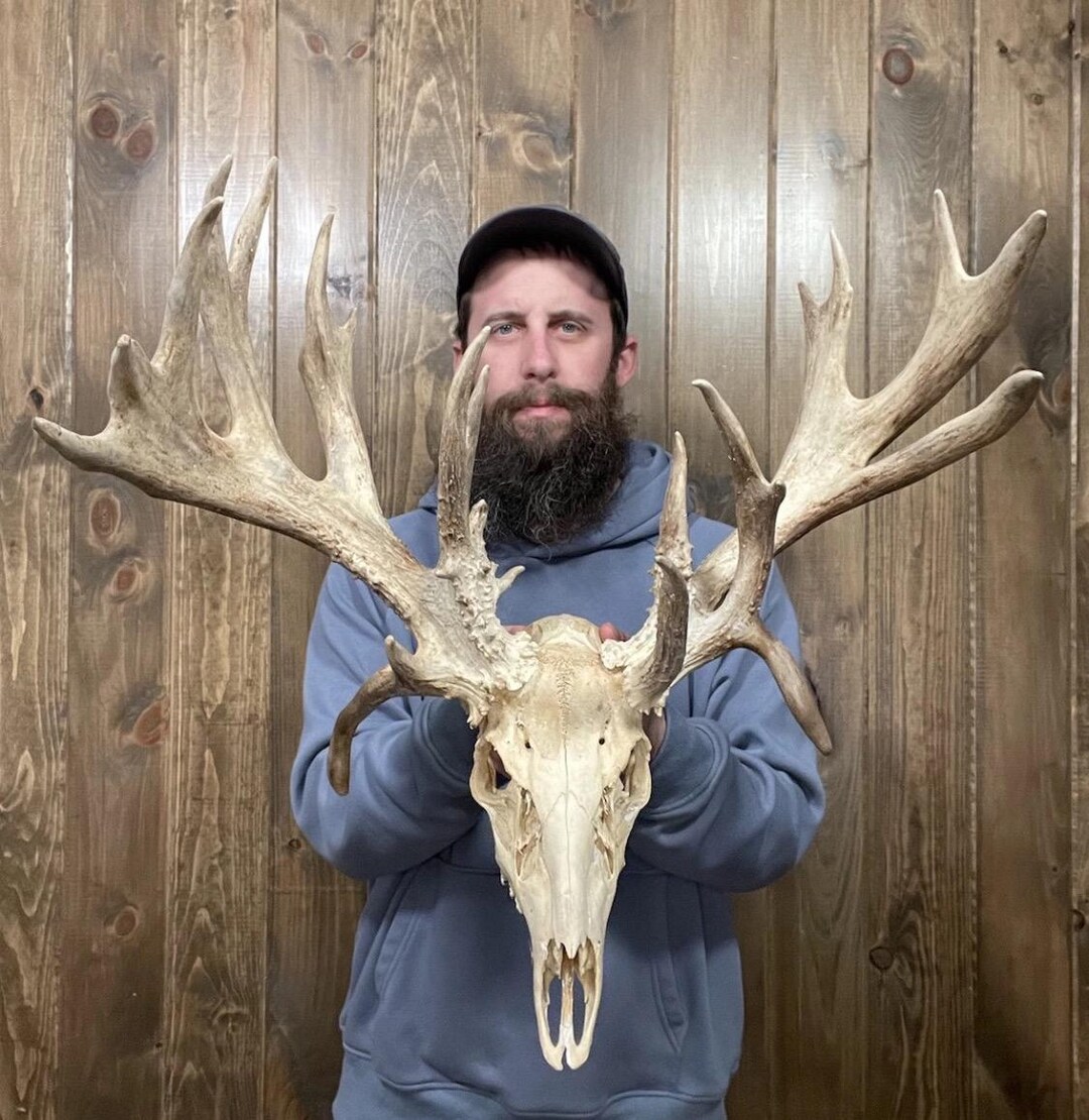 Huge Freak 195” Real Whitetail Skull 23pt Antler Horn Deer Mount ...