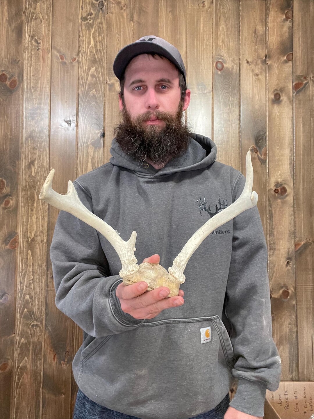 Mini 5pt Whitetail Skull Cap Antler Horn Deer Mount Taxidermy Rack Man ...
