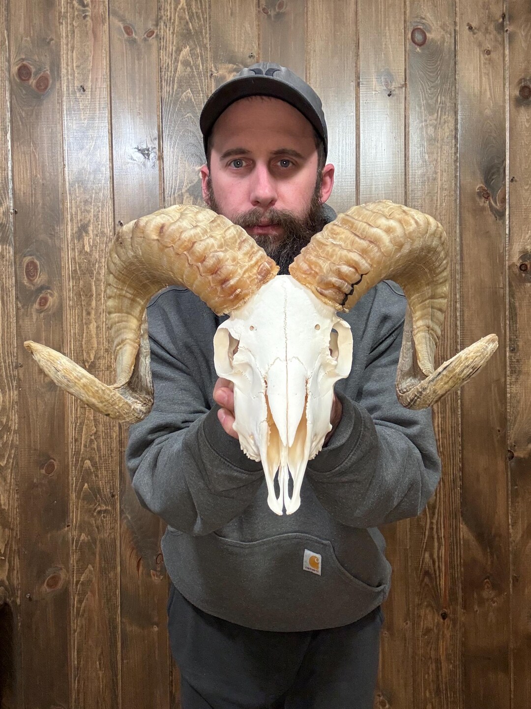 Beautiful Full Curl Exotic Ram Skull Horn Mount Taxidermy Man Cave ...