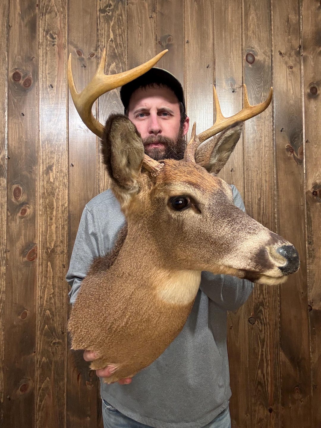 Decent Vintage 8pt Whitetail Shoulder Mount Antler Horn Deer Taxidermy ...