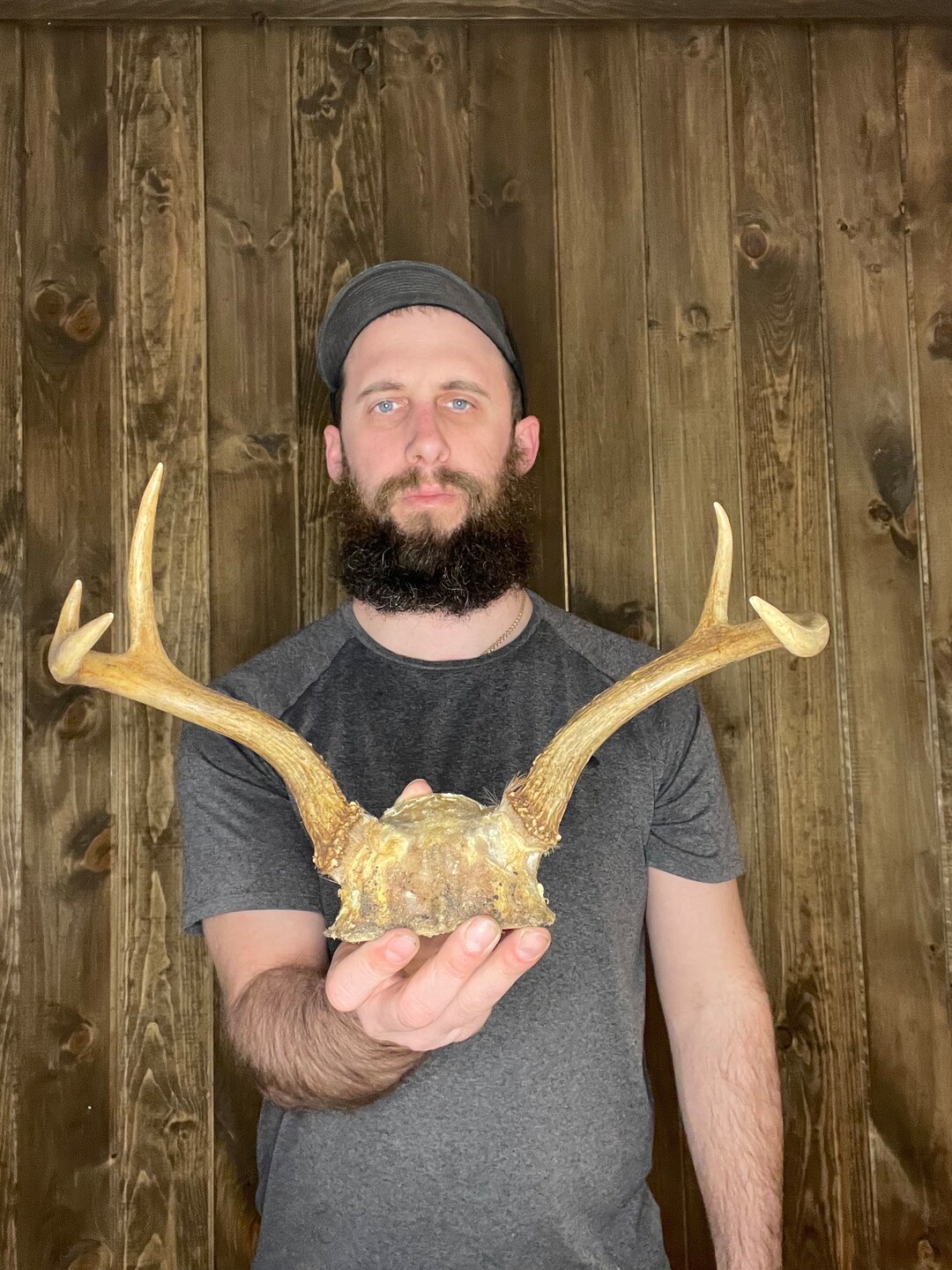 Dark Mini 5pt Whitetail Skull Cap Antler Horn Deer Mount Taxidermy Rack ...