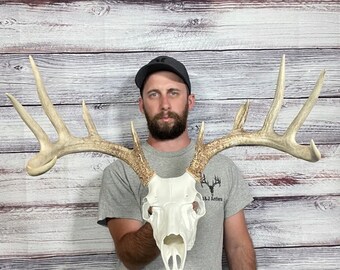Fake Deer Skull Mount - Etsy