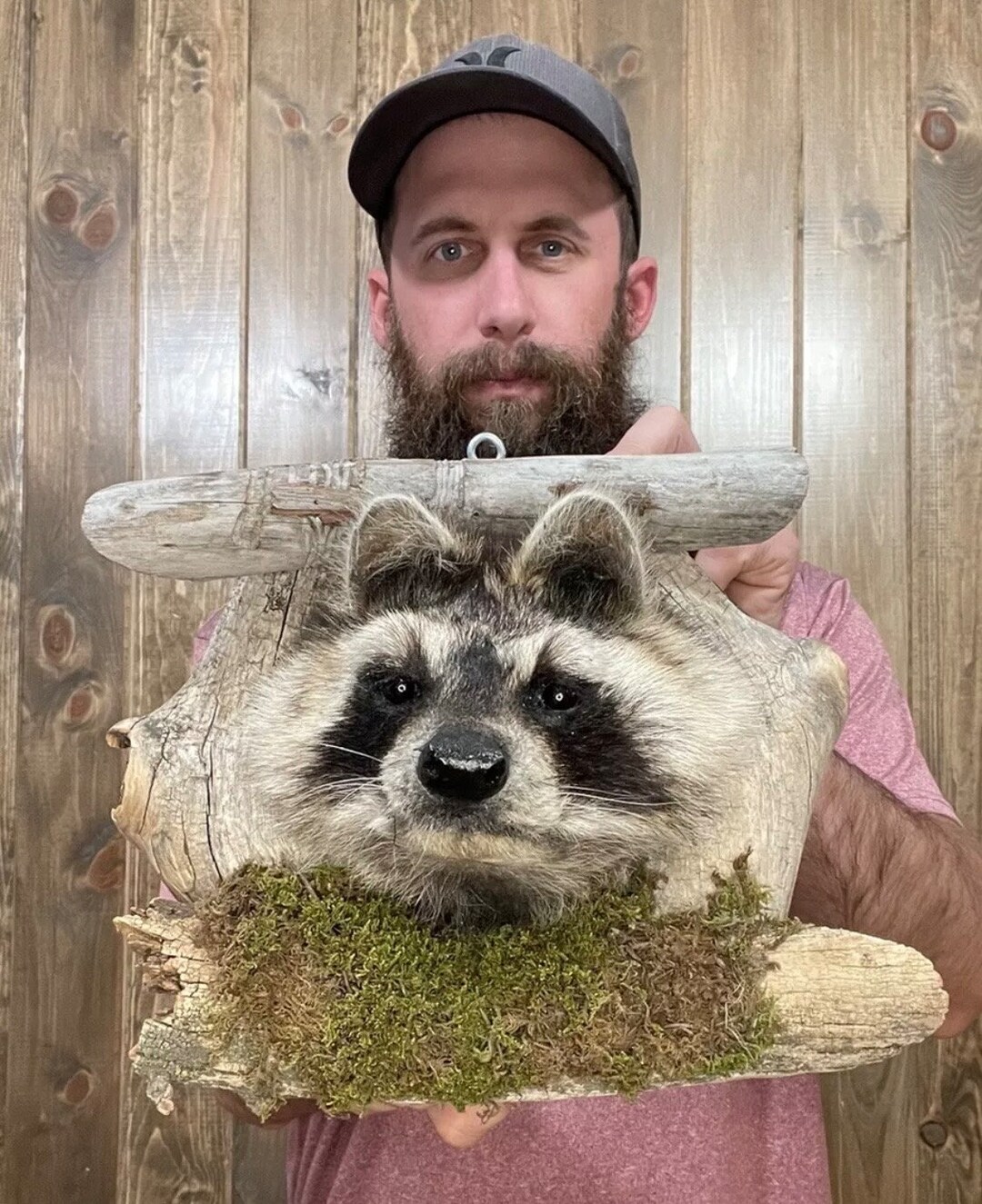 Beautiful Raccoon Shoulder “den” Mount Taxidermy Mammal Man Cave Cabin ...