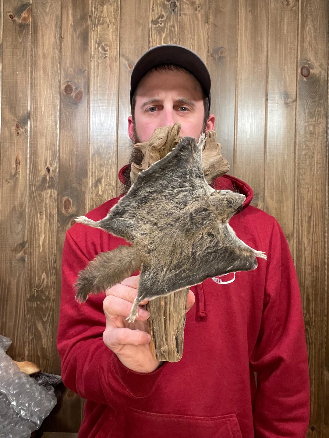Beautiful Full Body Flying Squirrel Mount on Driftwood Taxidermy Mammal ...