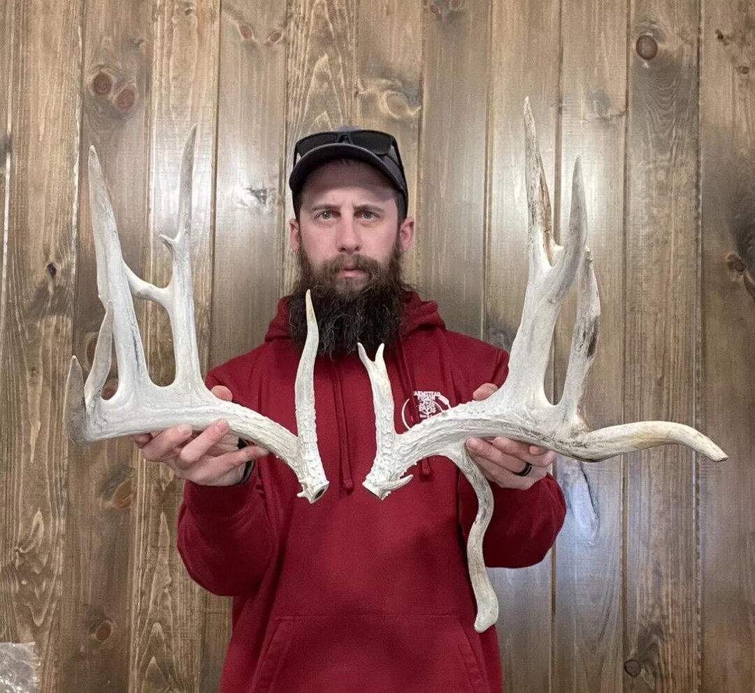 Nice Droptine 169 Whitetail Cut Antler 14pt Horn Deer Mount Taxidermy ...