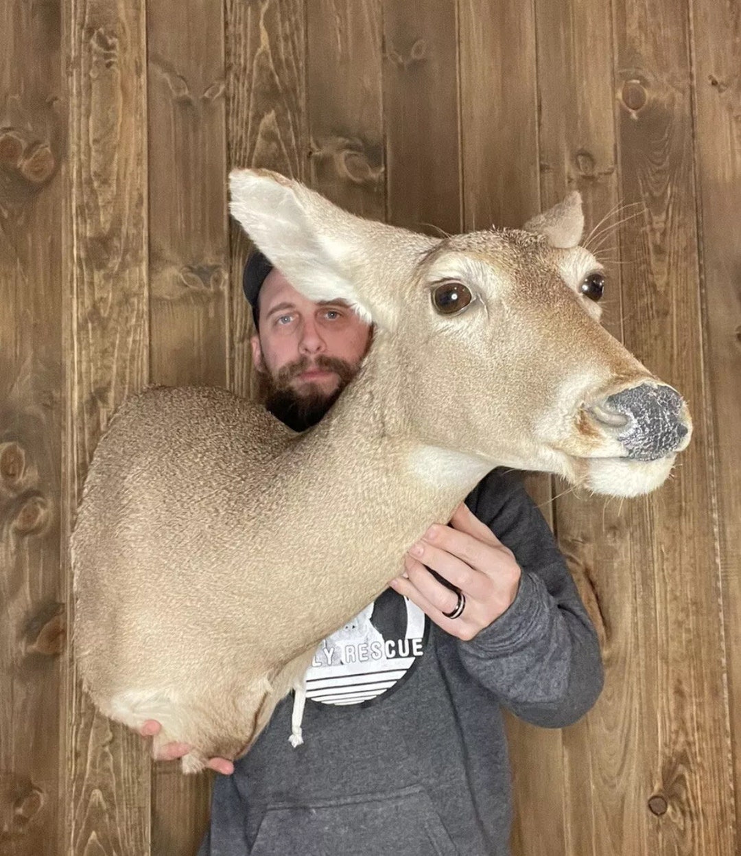 Beautiful Vintage Whitetail Doe Shoulder Mount Antler Horn Deer ...