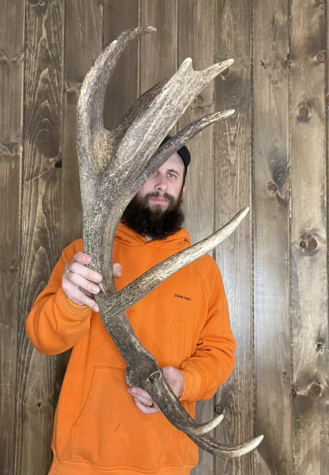 Huge Massive 8pt Red Stag Shed 8lb Antler Horn Deer Mount Taxidermy Man ...